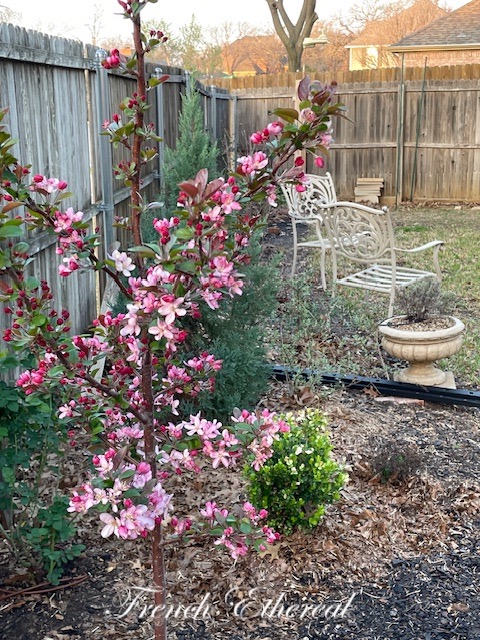 Welcome 2024 with Spring Blooming Containers + Garden Tour – French ...