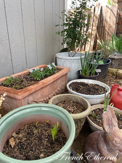 Welcome 2024 with Spring Blooming Containers + Garden Tour – French ...